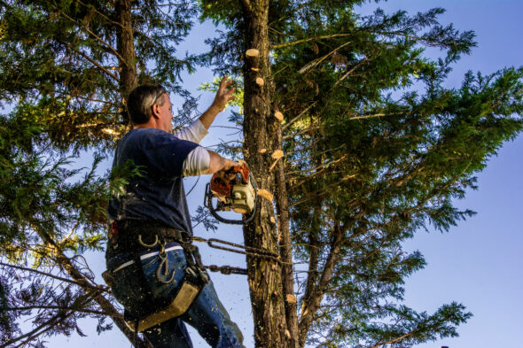 Nautilus - Coverage for Tree Trimmers - Telamon Insurance Network