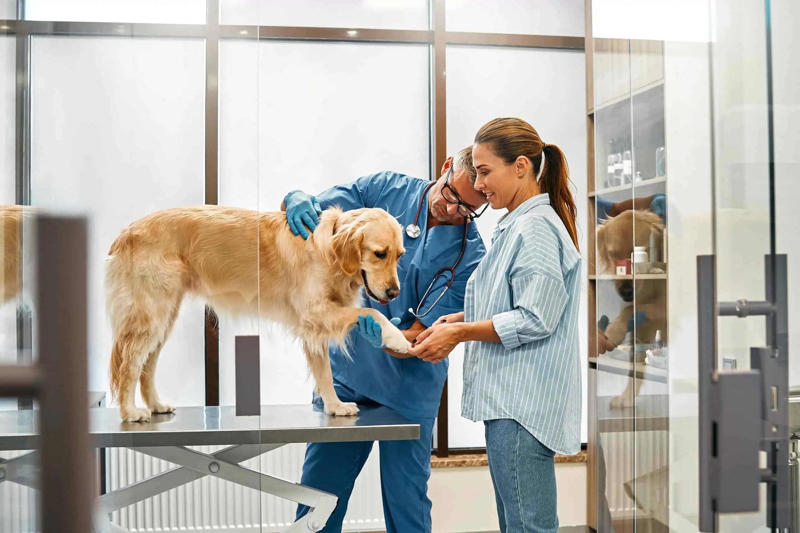 Veterinary Clinic Insurance Wholesaler - Telamon Insurance Network